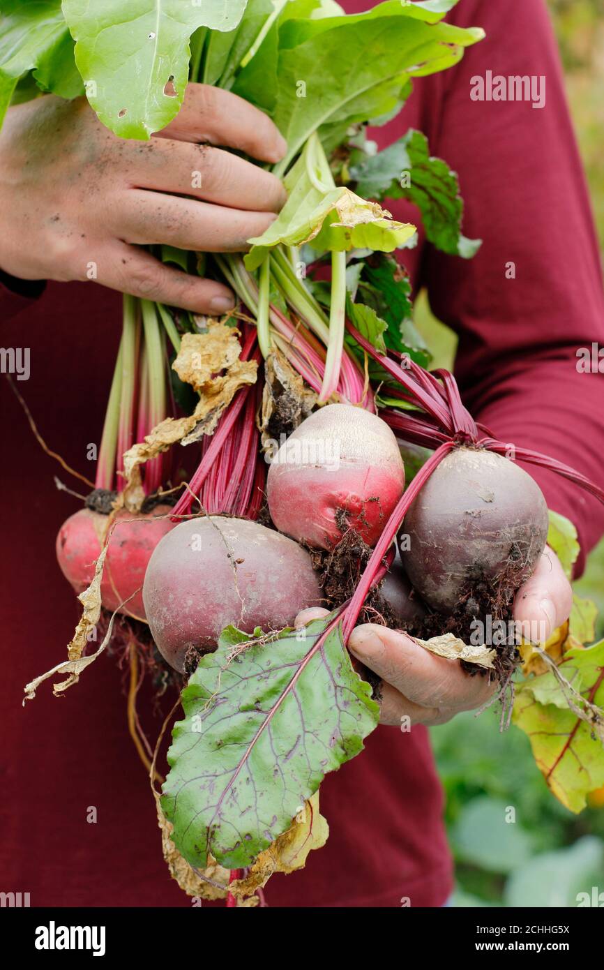 Beta vulgaris. Gardener holding freshly harvested organic beetroot ...