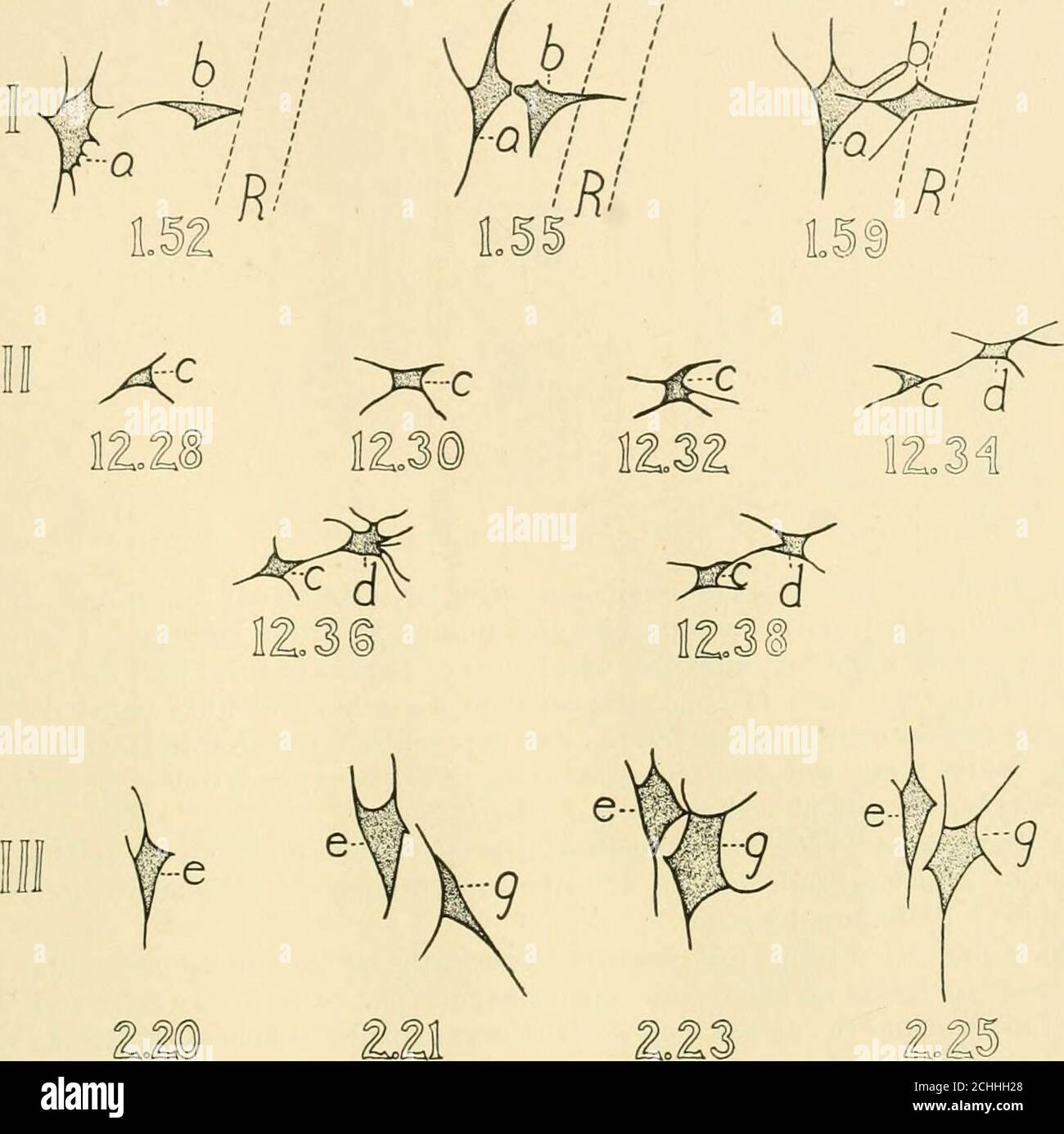 . The American journal of anatomy . 145 »M 5@S PLATE 3 EXPLANATION OF ...