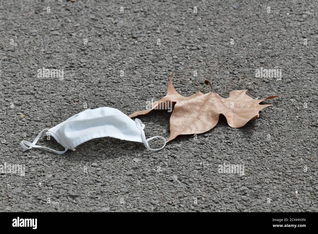 Close up of a used surgical mask next to a dry leaf on asphalt. New ...