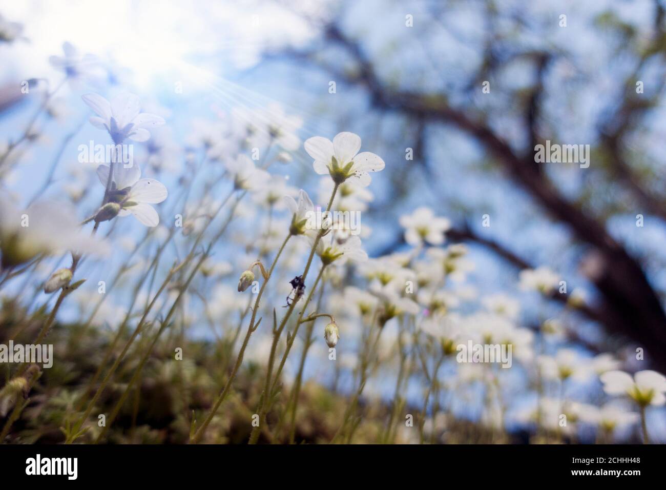 Flowers of Sagina subulata blooms in the garden on a sunny day. Alpine ...