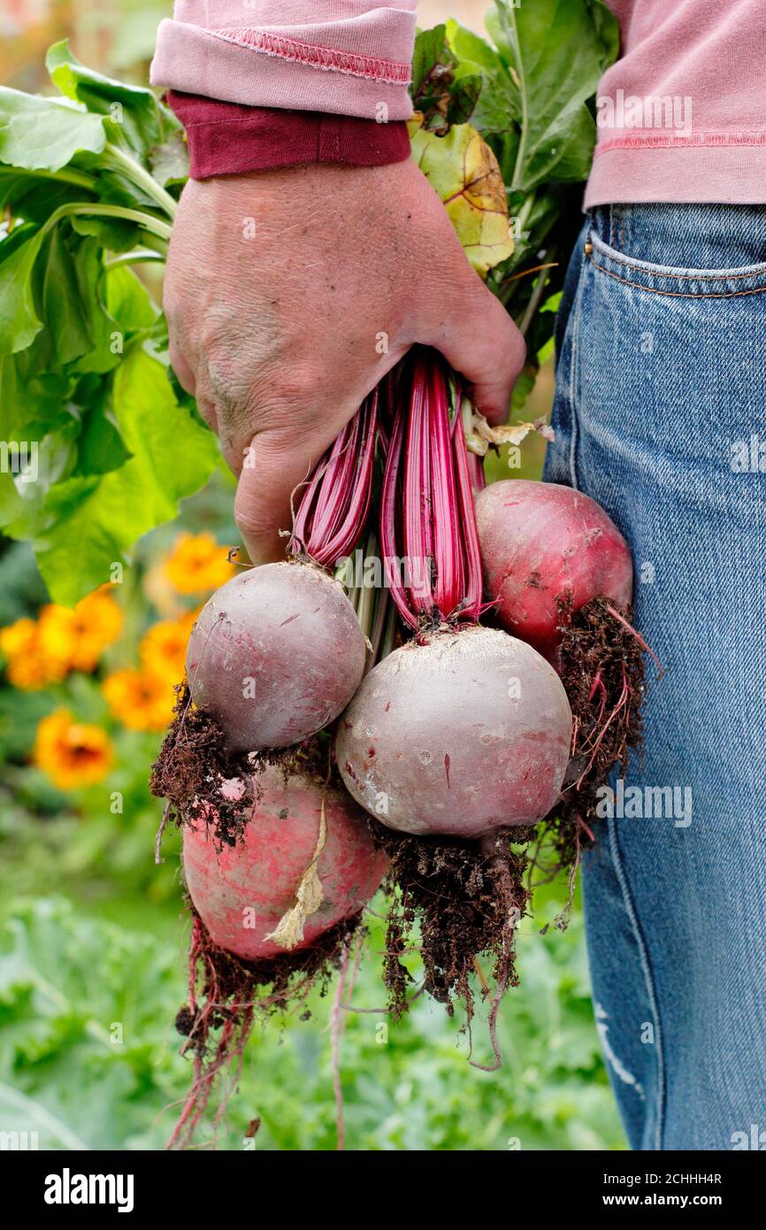 Harvesting Beta vulgaris. Gardener holding freshly harvested organic ...