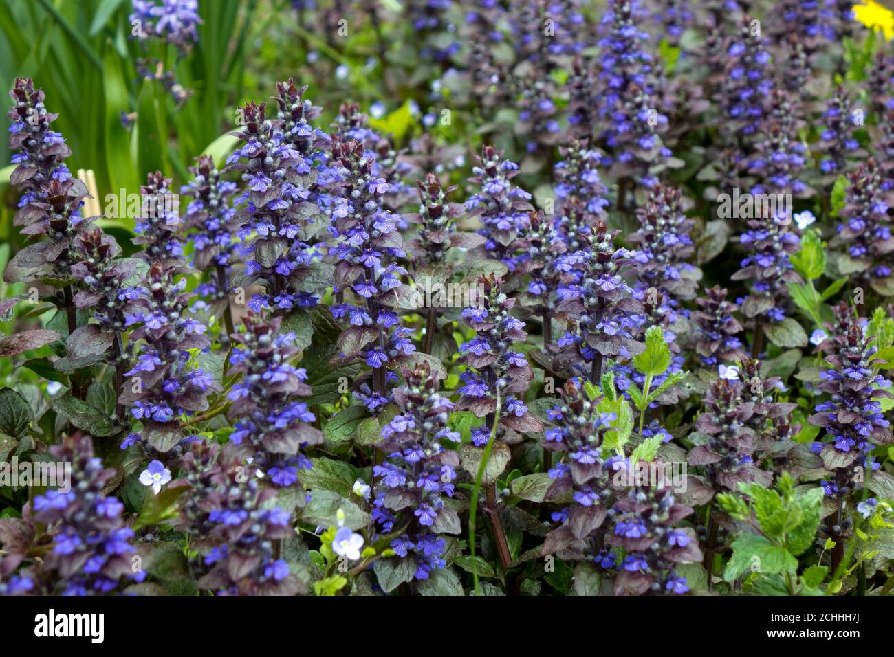 Ajuga reptans is commonly known as bugle, blue bugle, bugleherb ...