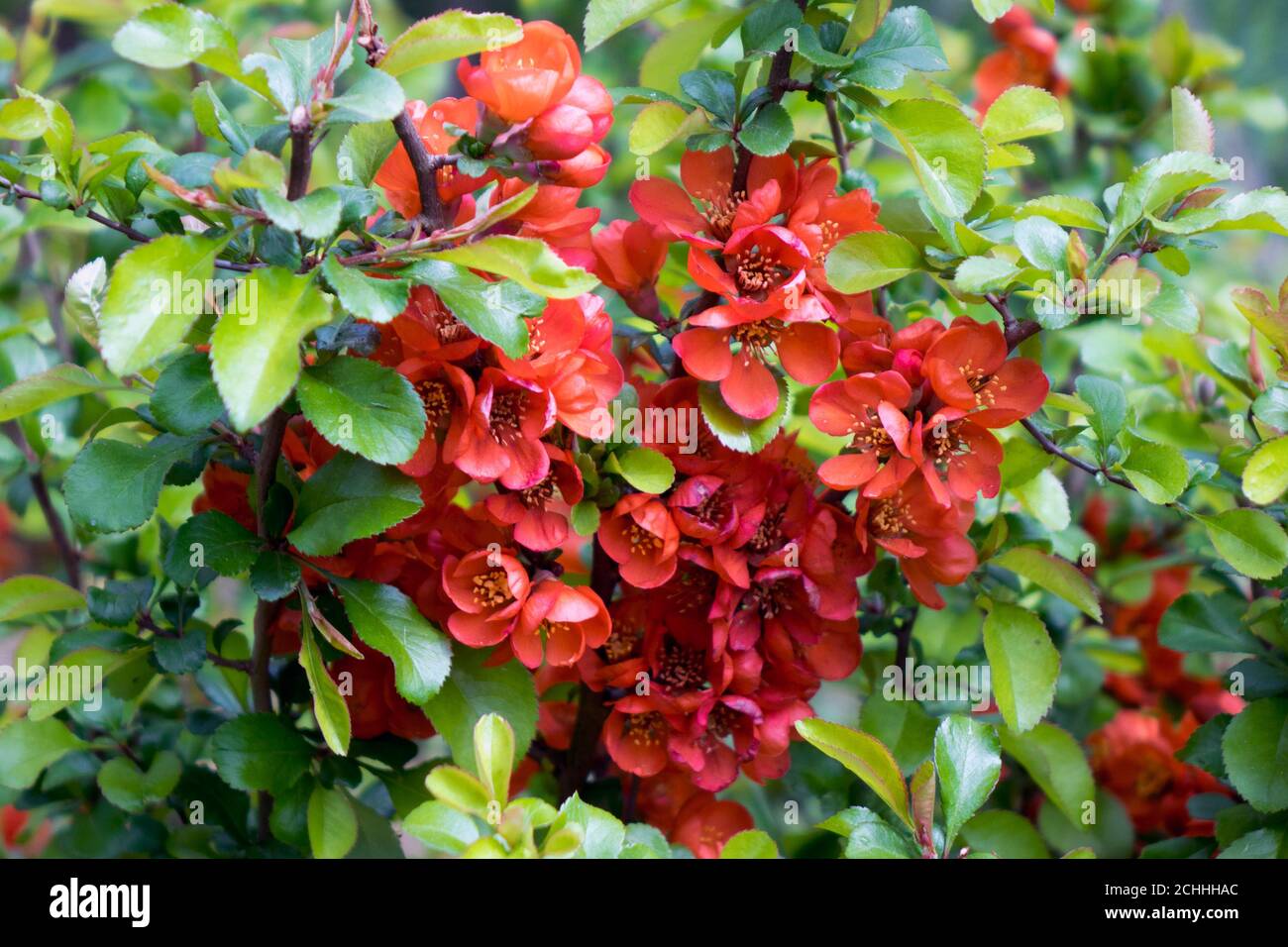 flowering quince bush with scarlet flowers Stock Photo - Alamy