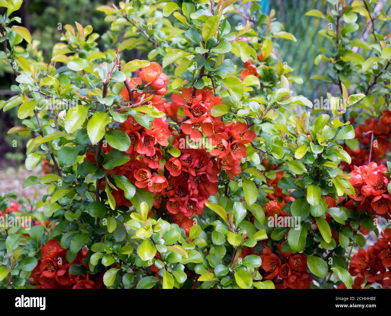 flowering quince bush with scarlet flowers Stock Photo - Alamy