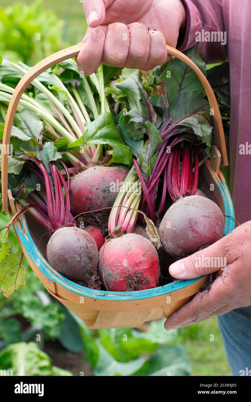 Beta vulgaris. Freshly picked 'Chioggia' and 'Boltardy' beetroot in a ...
