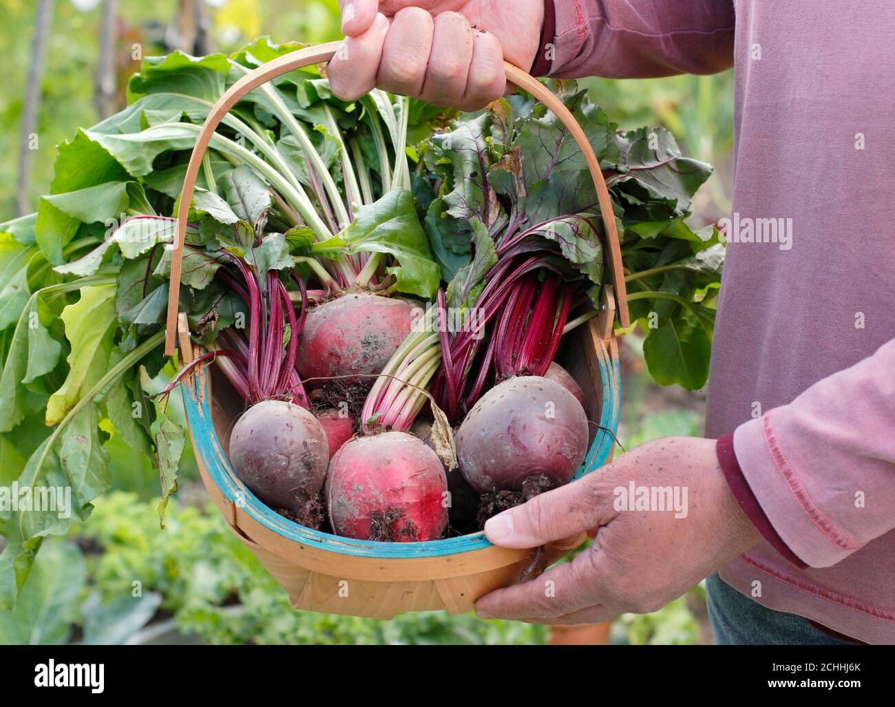 Beta vulgaris. Freshly picked 'Chioggia' and 'Boltardy' beetroot in a ...