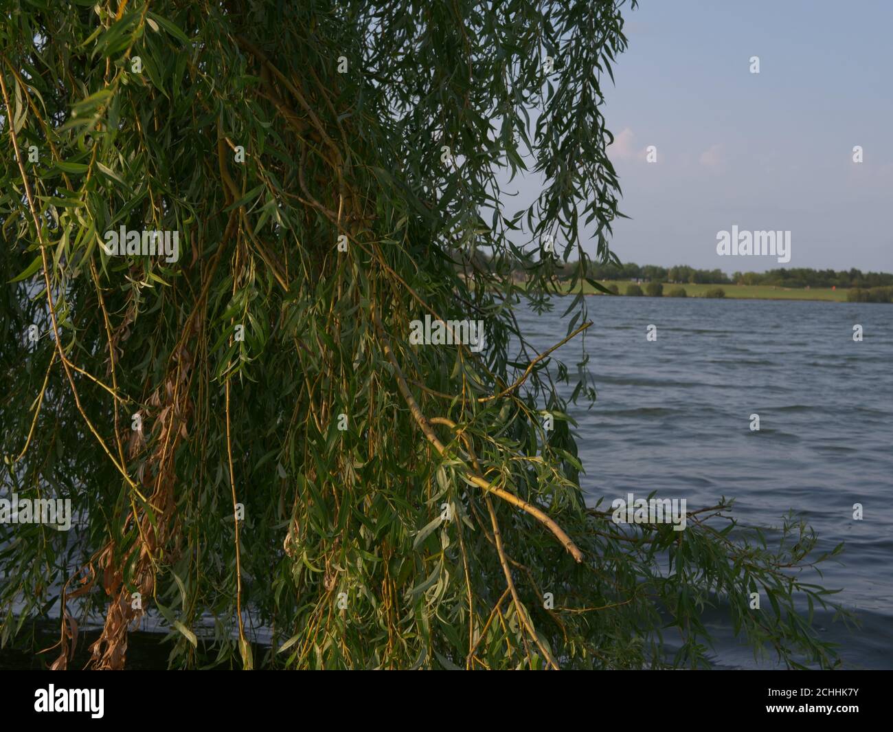 Closeup of a willow tree by the lake Stock Photo - Alamy
