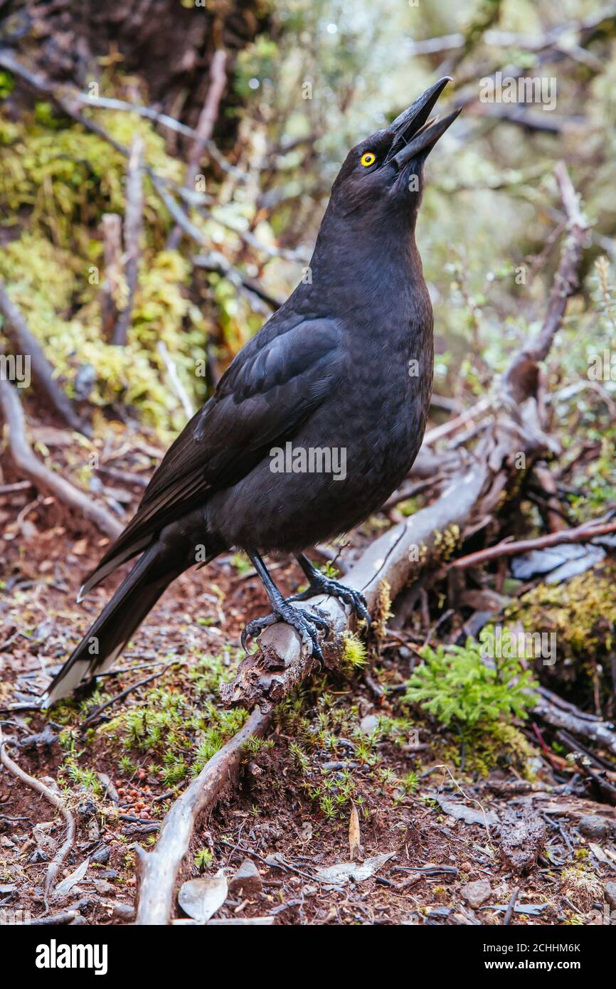 Black currawong in tasmania hi-res stock photography and images - Alamy