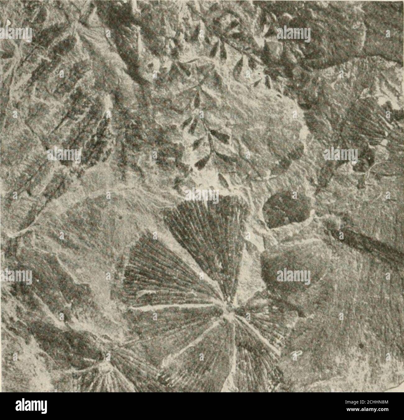 Two incrustations hi-res stock photography and images - Alamy