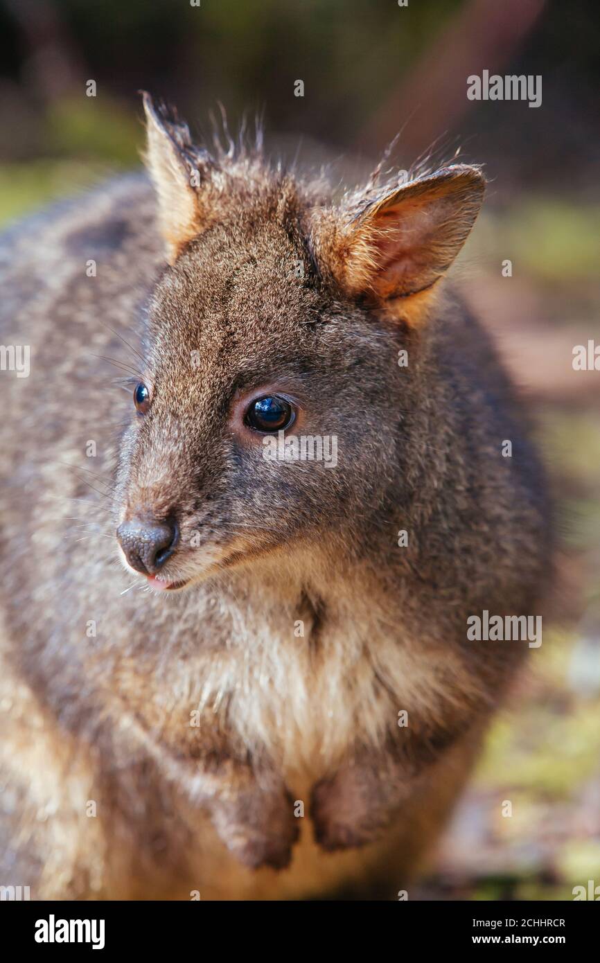 A Pademelon in Tasmania Australia Stock Photo - Alamy