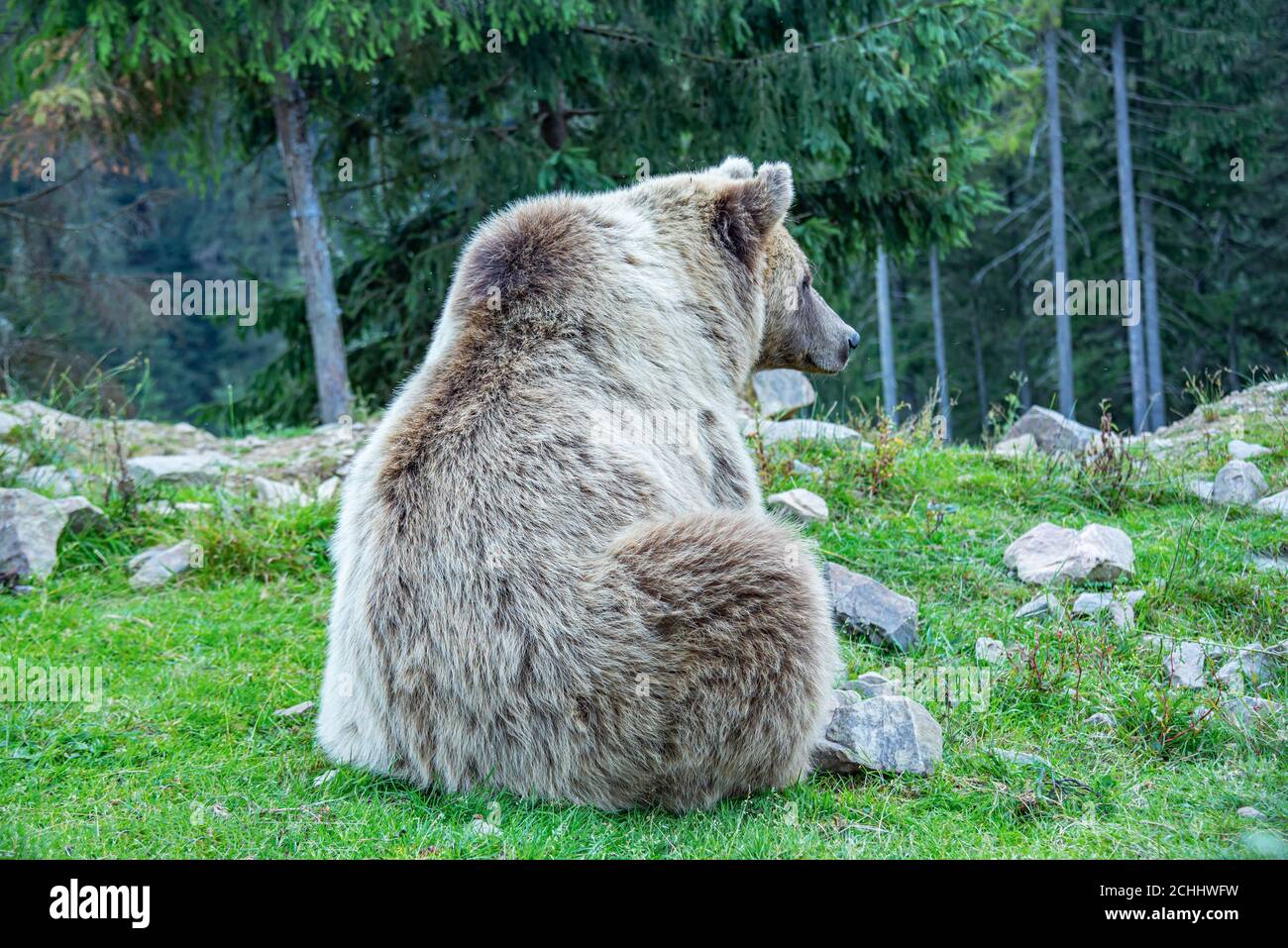 Bear in its natural environment Stock Photo - Alamy