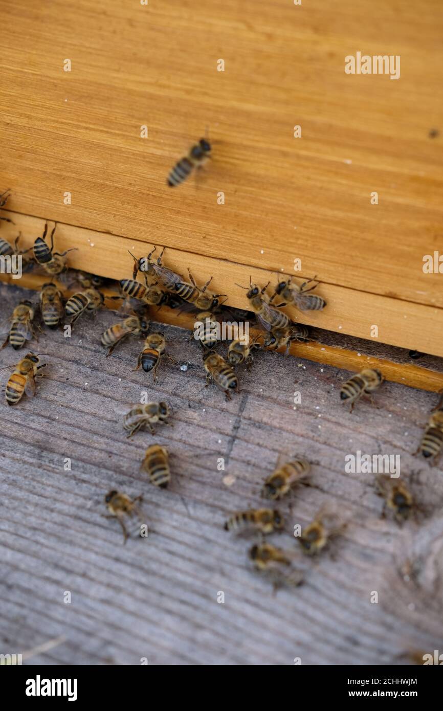 Vertical shot of a group of bees on a ground cement and on a lower ...