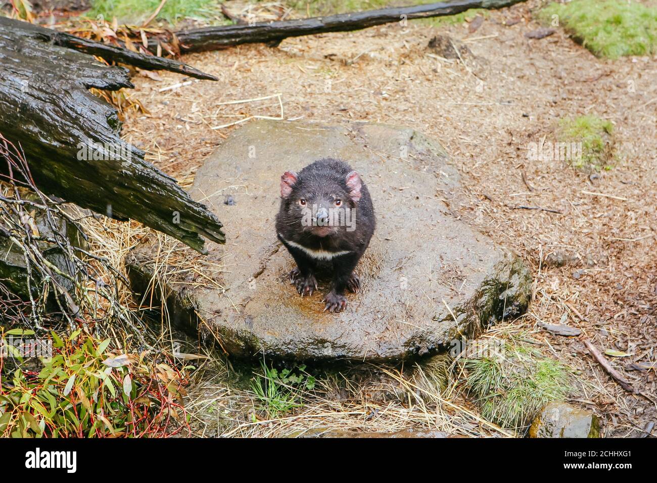 Tasmanian devil endangered species hi-res stock photography and images ...