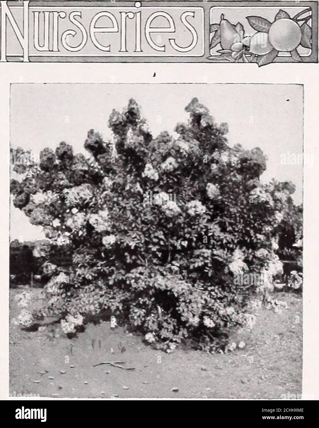 . Armstrong Nurseries . TEAS WEEPING MULBERRY.The handsomest of the ...