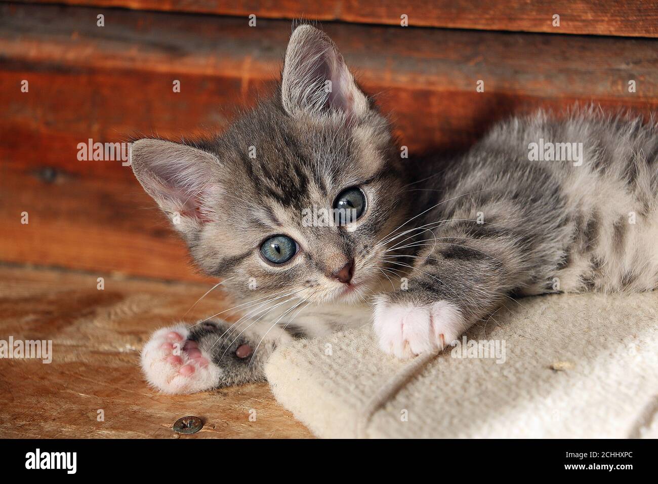 Gray cat laying on its side and looking ahead Stock Photo - Alamy