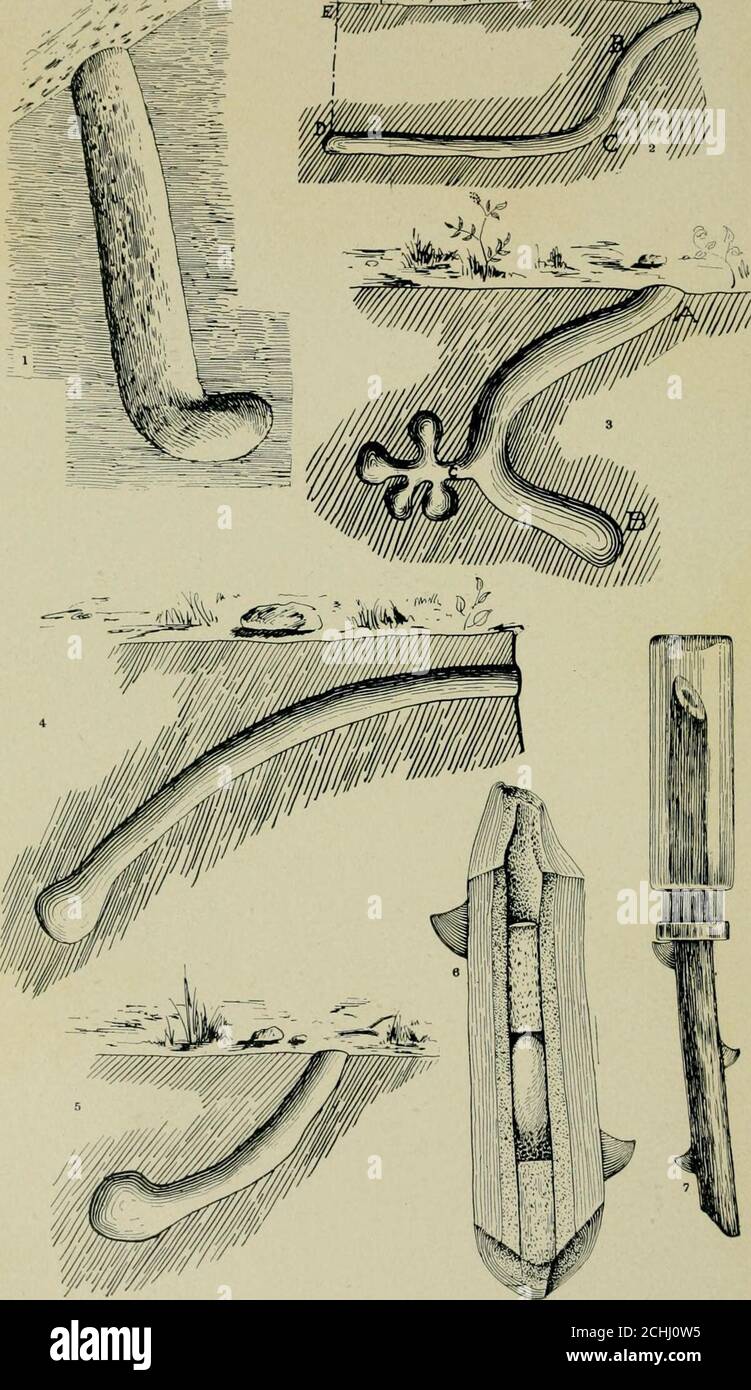 . On the instincts and habits of the solitary wasps . PLATE X. Pig, 1 ...