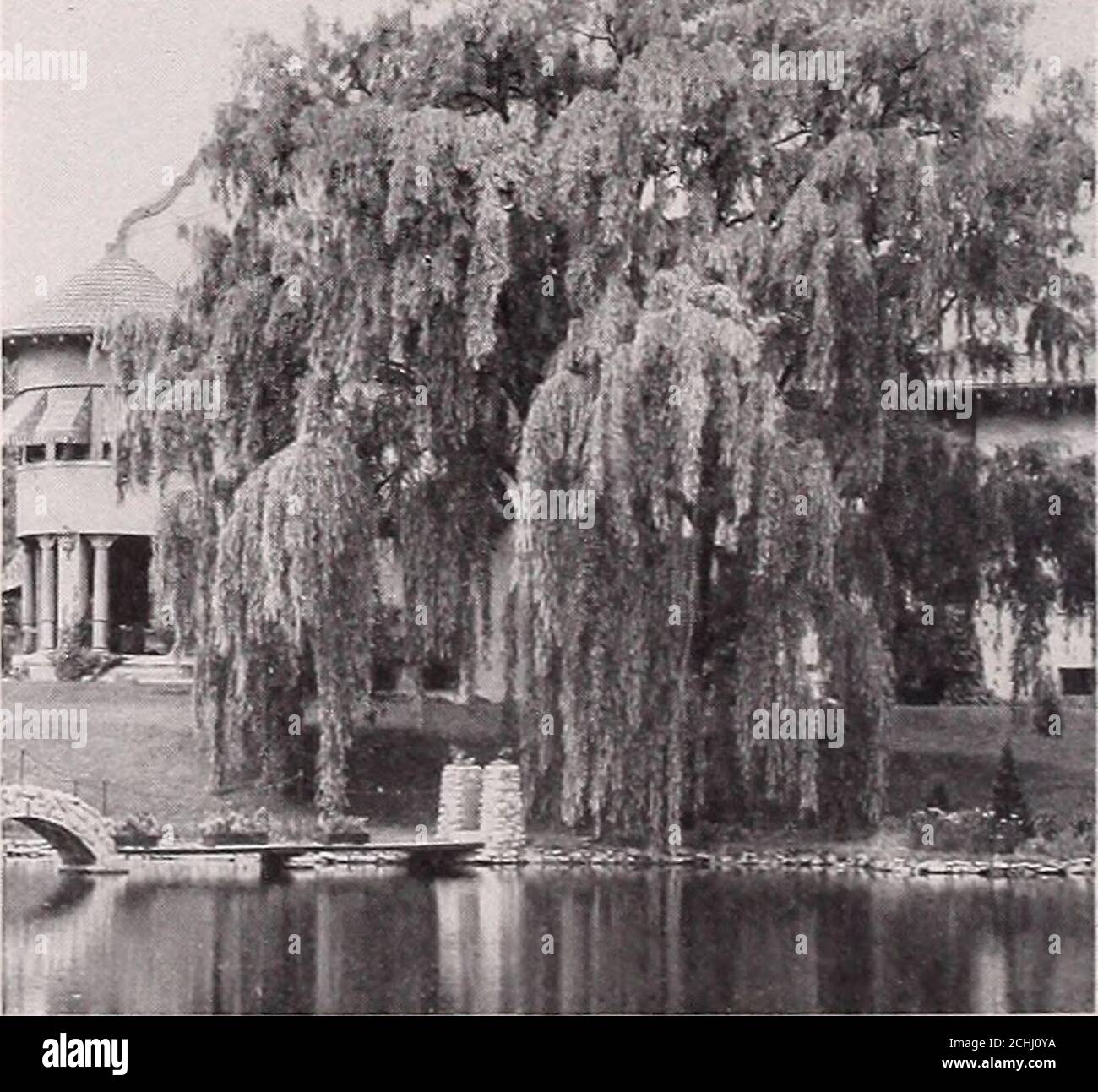 Populus candicans hi-res stock photography and images - Alamy