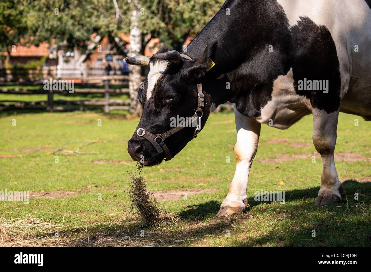 Hanover, Germany. 14th Sep, 2020. An Old German black and white lowland ...
