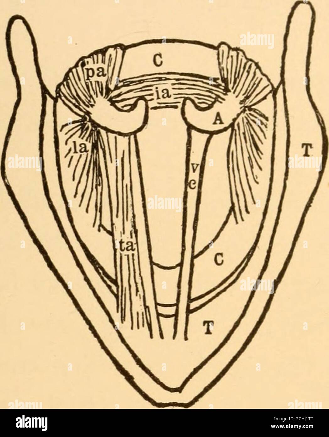 . Diseases of the nose and throat . branches of the superior thyroid ...