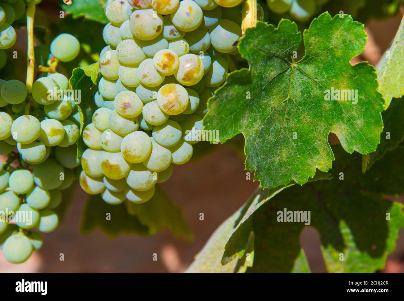 Frutas verdes hi-res stock photography and images - Alamy