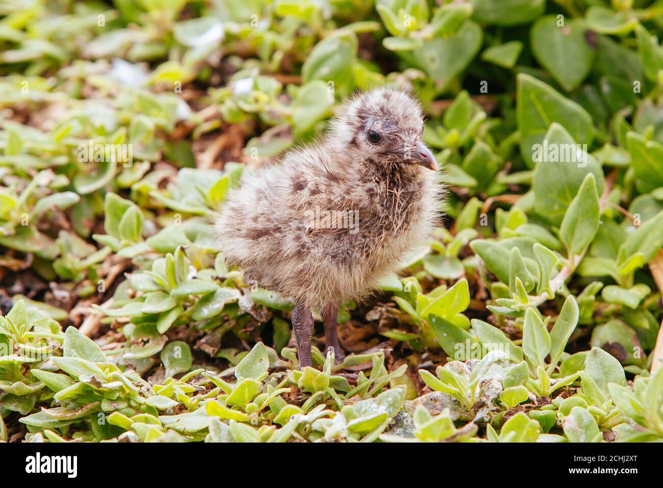 Baby Seagull Phillip Island Australia Stock Photo - Alamy