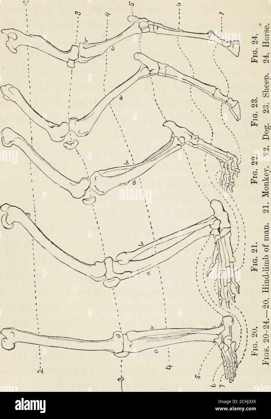 . Evolution; its nature, its evidences, and its relation to religious ...