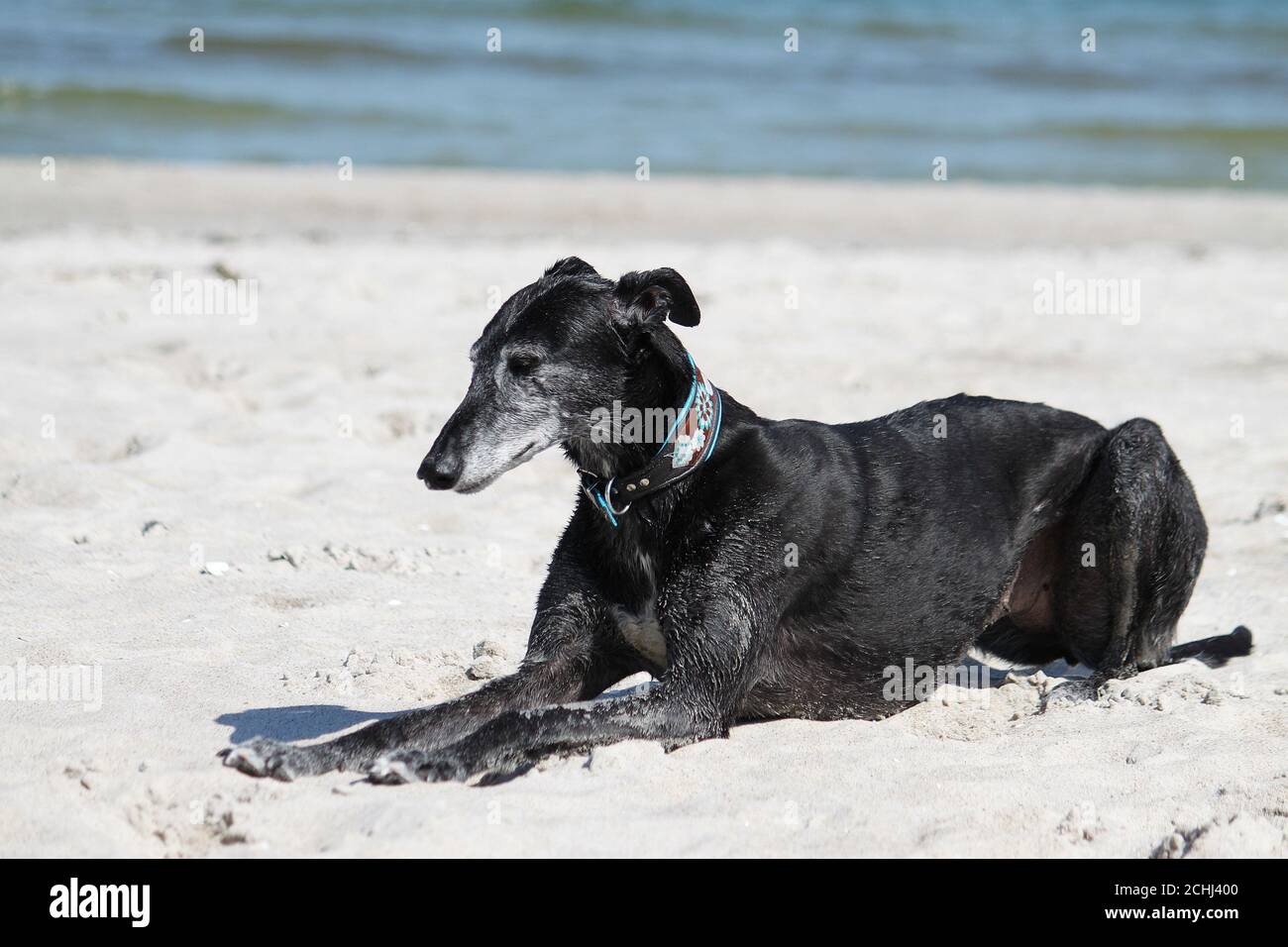 Black whippet hi-res stock photography and images - Alamy