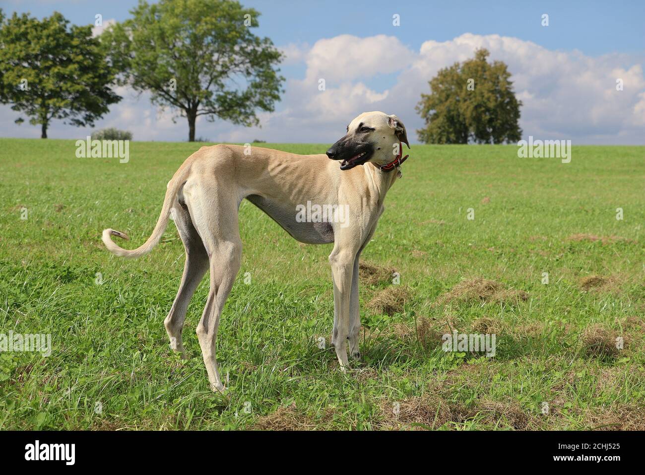 White greyhound looking back in the field Stock Photo - Alamy