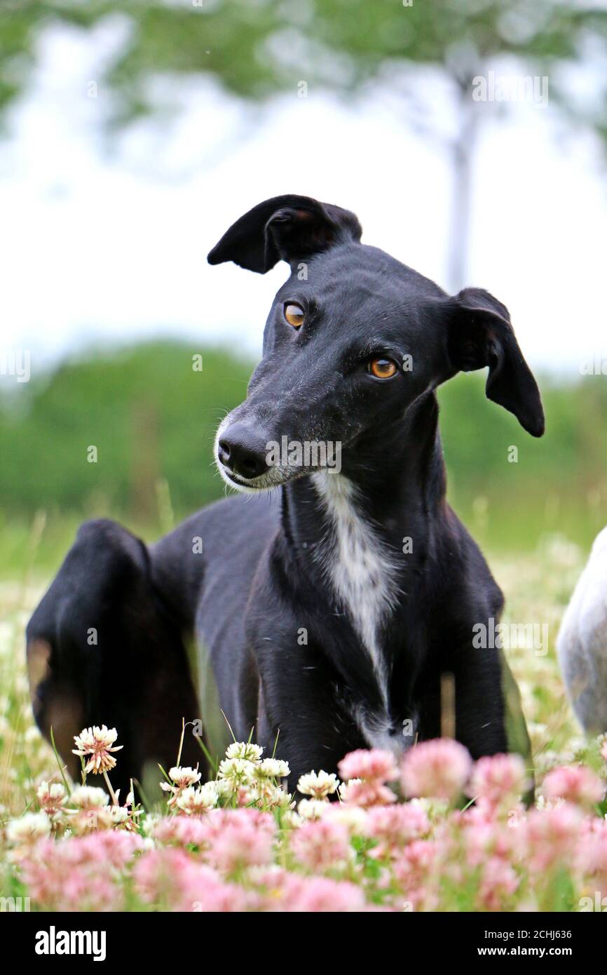Galgo cat hi-res stock photography and images - Alamy