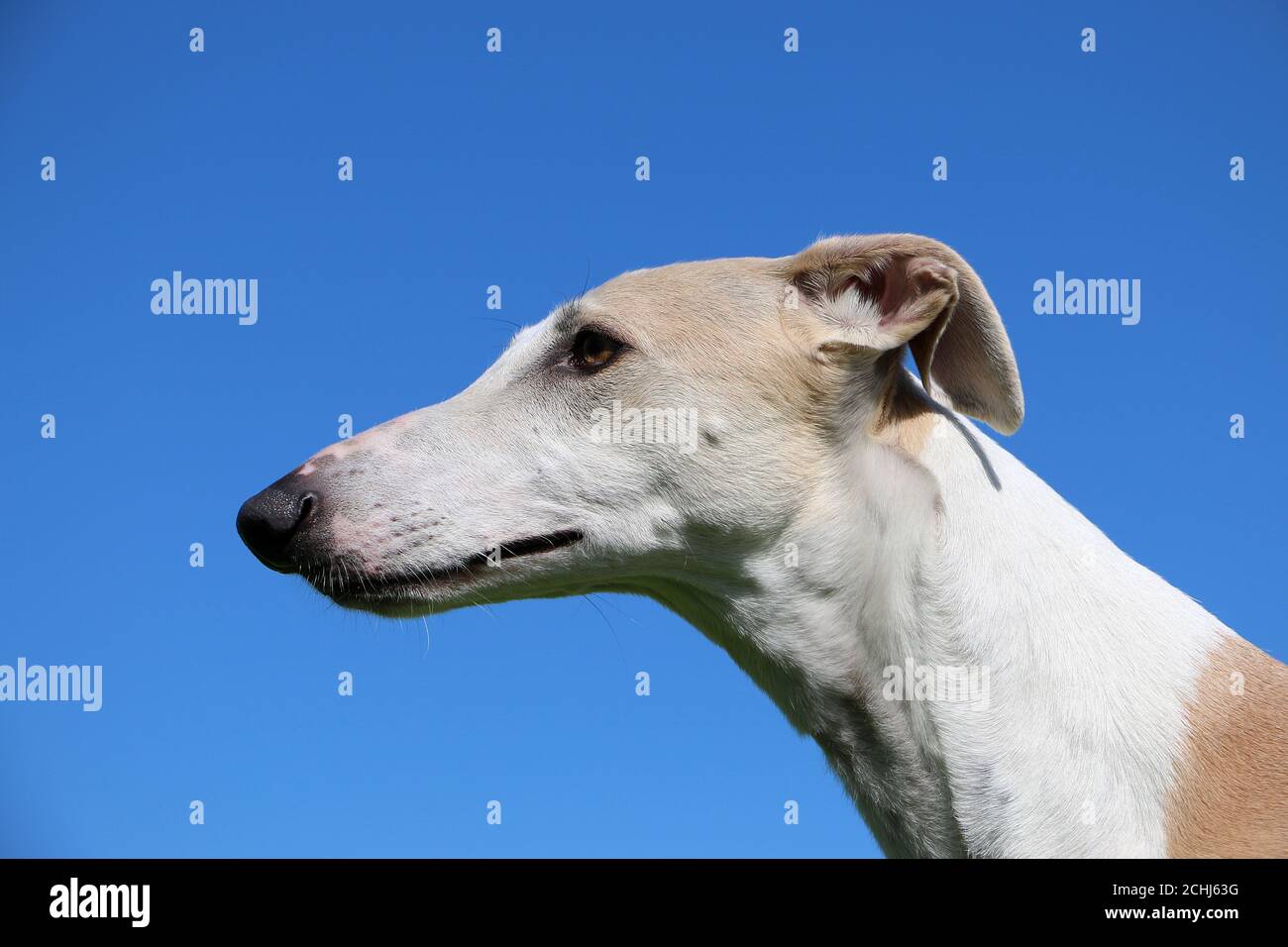 Greyhound Dog Face