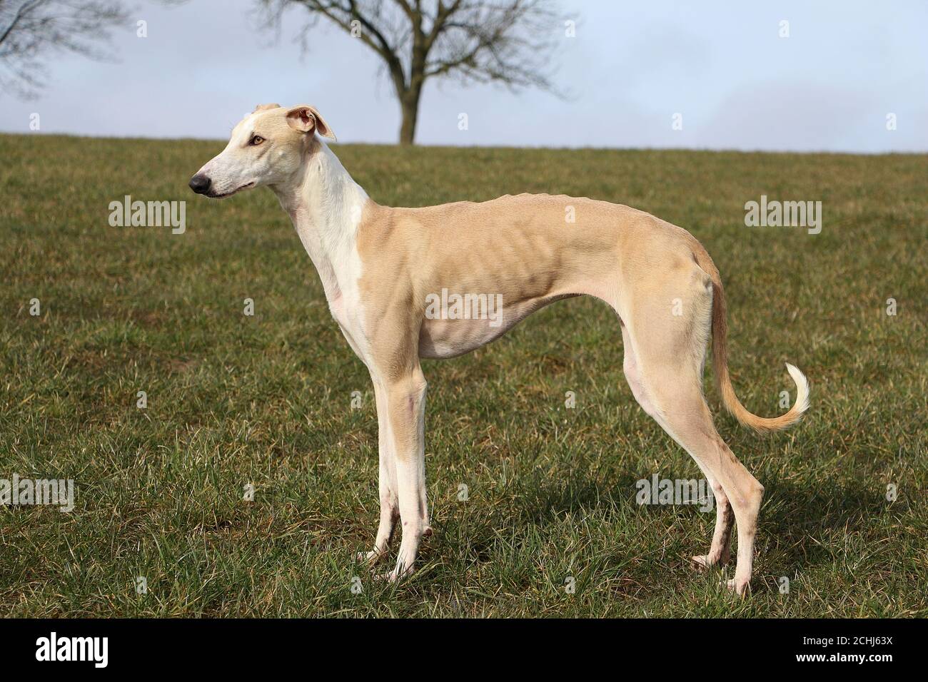 Greyhound standing in the field Stock Photo - Alamy