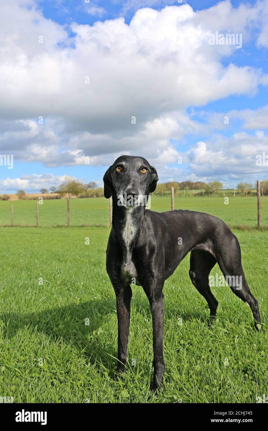 Black greyhound hi-res stock photography and images - Alamy