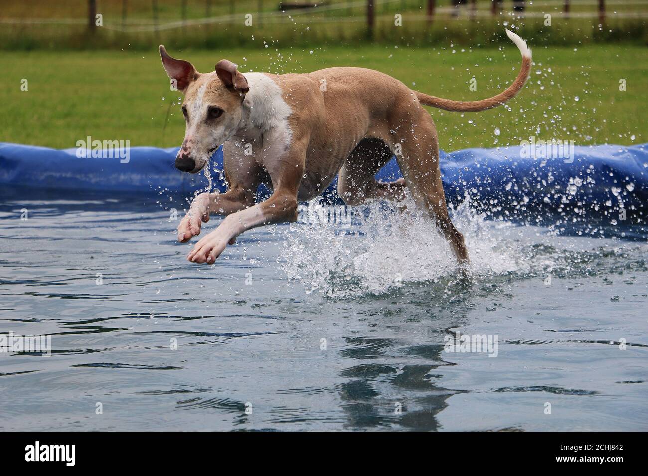 Greyhound jumping in the inflatable pool Stock Photo - Alamy