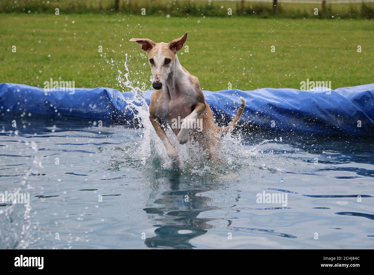 Cute Spanish greyhound dog swimming in a pool Stock Photo - Alamy