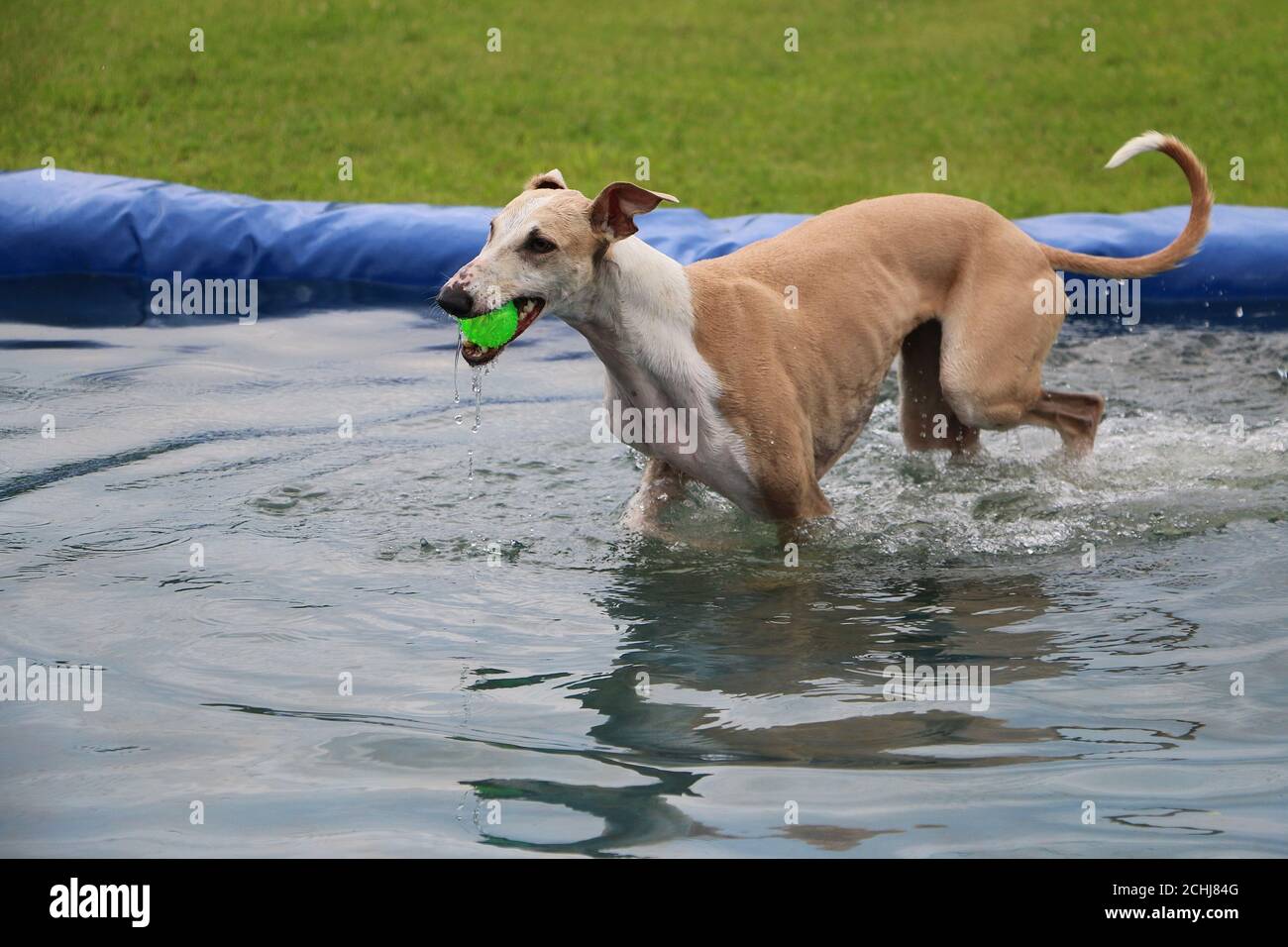 Cute Spanish greyhound dog swimming in a pool with a ball Stock Photo ...