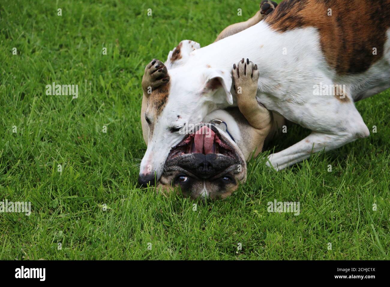 Fight on field hi-res stock photography and images - Alamy