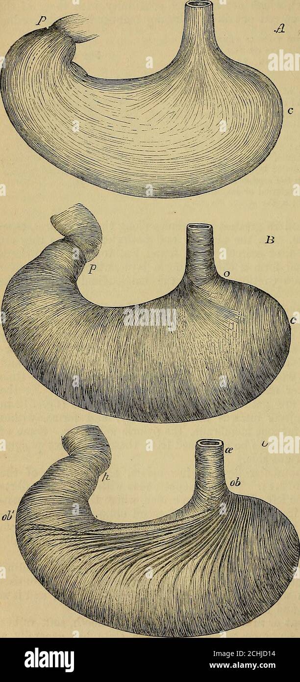 . Quain's elements of anatomy . the circular fibresof the gullet, on ...