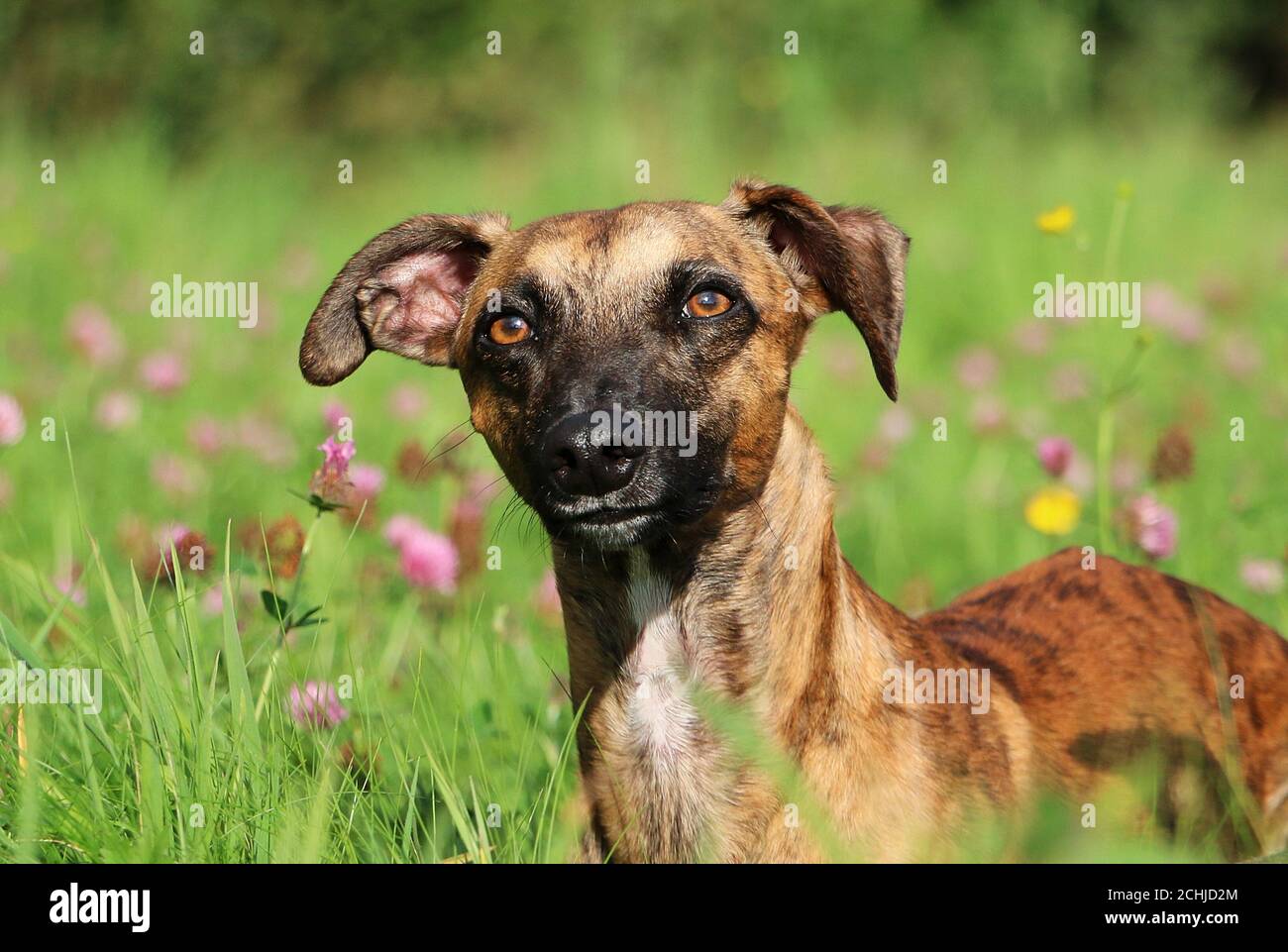 Closeup shot of a cute brindle whippet portrait in a clover field Stock ...