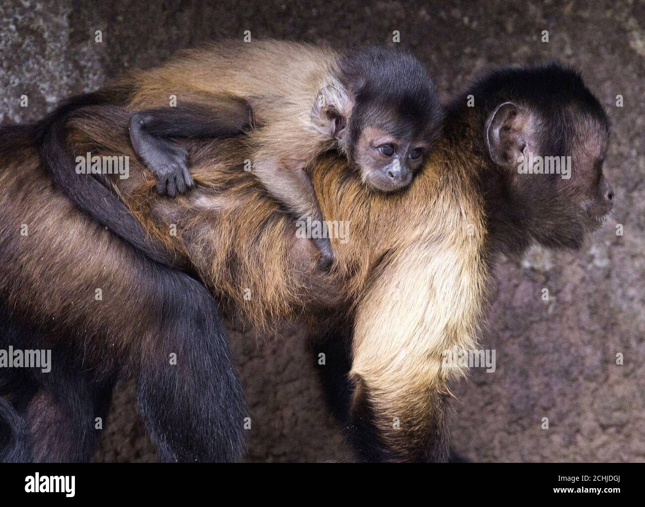 Black cap capuchin hi-res stock photography and images - Alamy