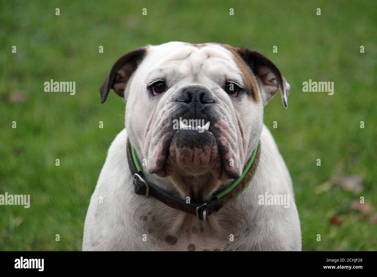 Closeup shot of a cute English bulldog portrait in the park Stock Photo ...
