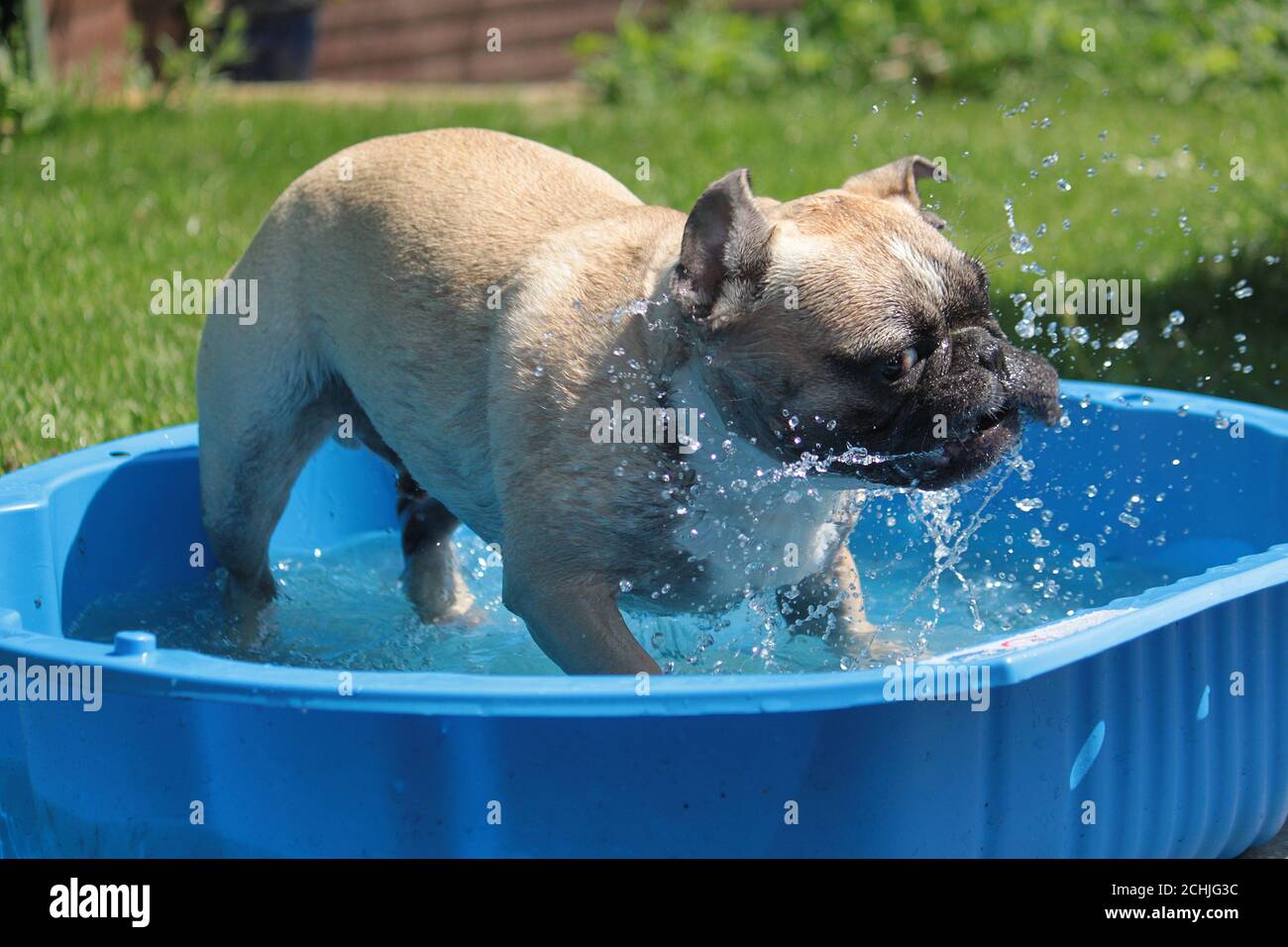 Cute bulldog standing in a small pool Stock Photo - Alamy