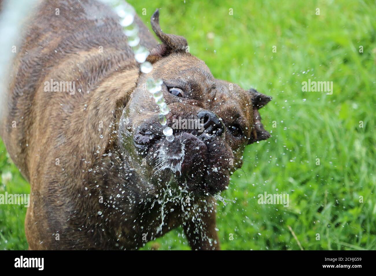 Old English bulldog playing with water Stock Photo - Alamy