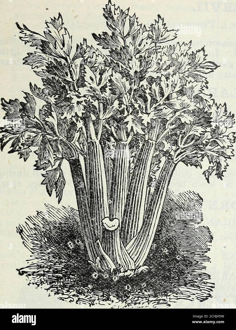 Pascal celery hi-res stock photography and images - Alamy