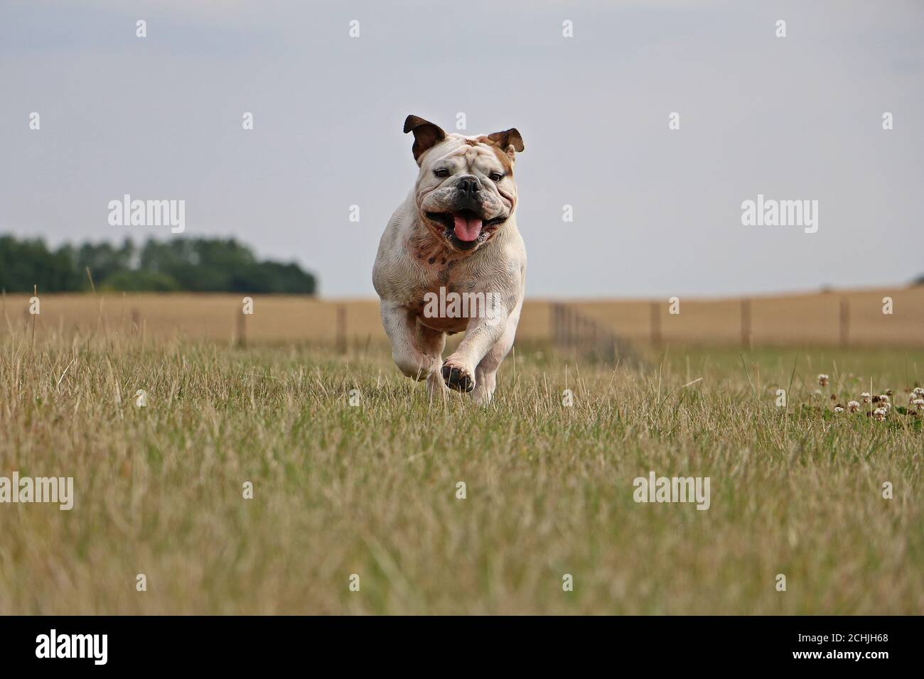 Cute brown French bulldog jumping in a field Stock Photo - Alamy