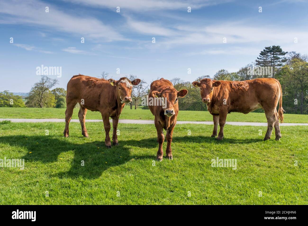 Livestock animals hi-res stock photography and images - Alamy