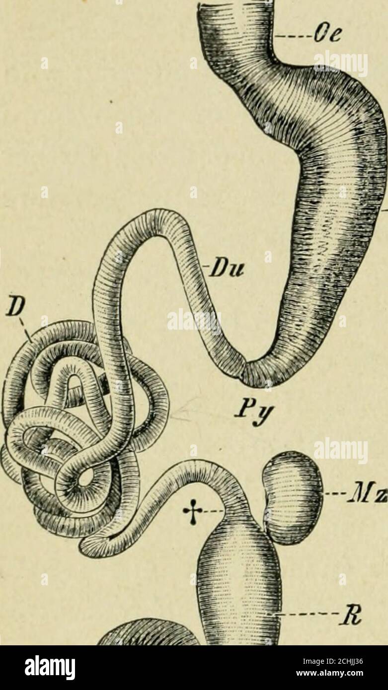 Distensible esophagus hi-res stock photography and images - Alamy