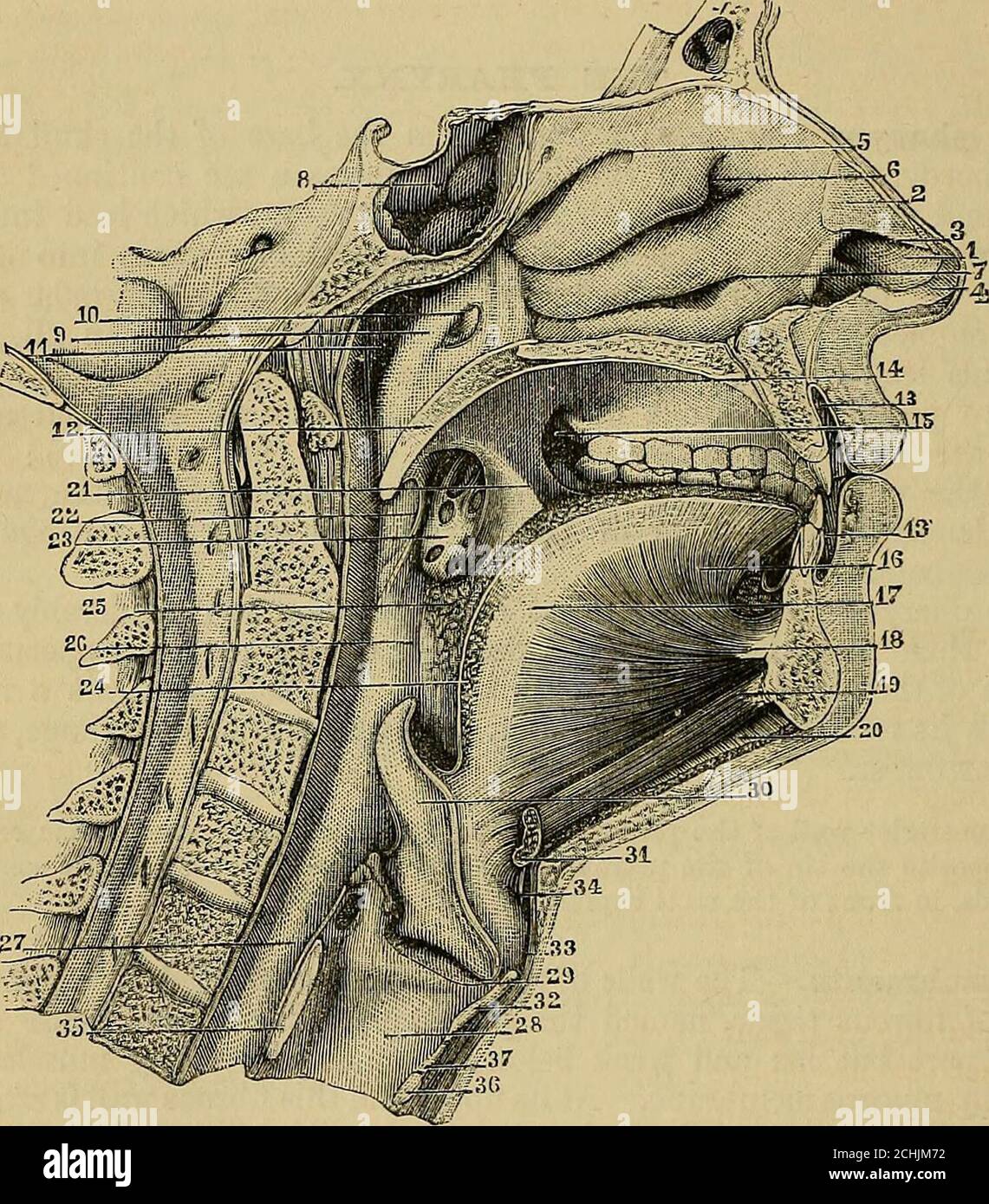 Internal nares hi-res stock photography and images - Alamy