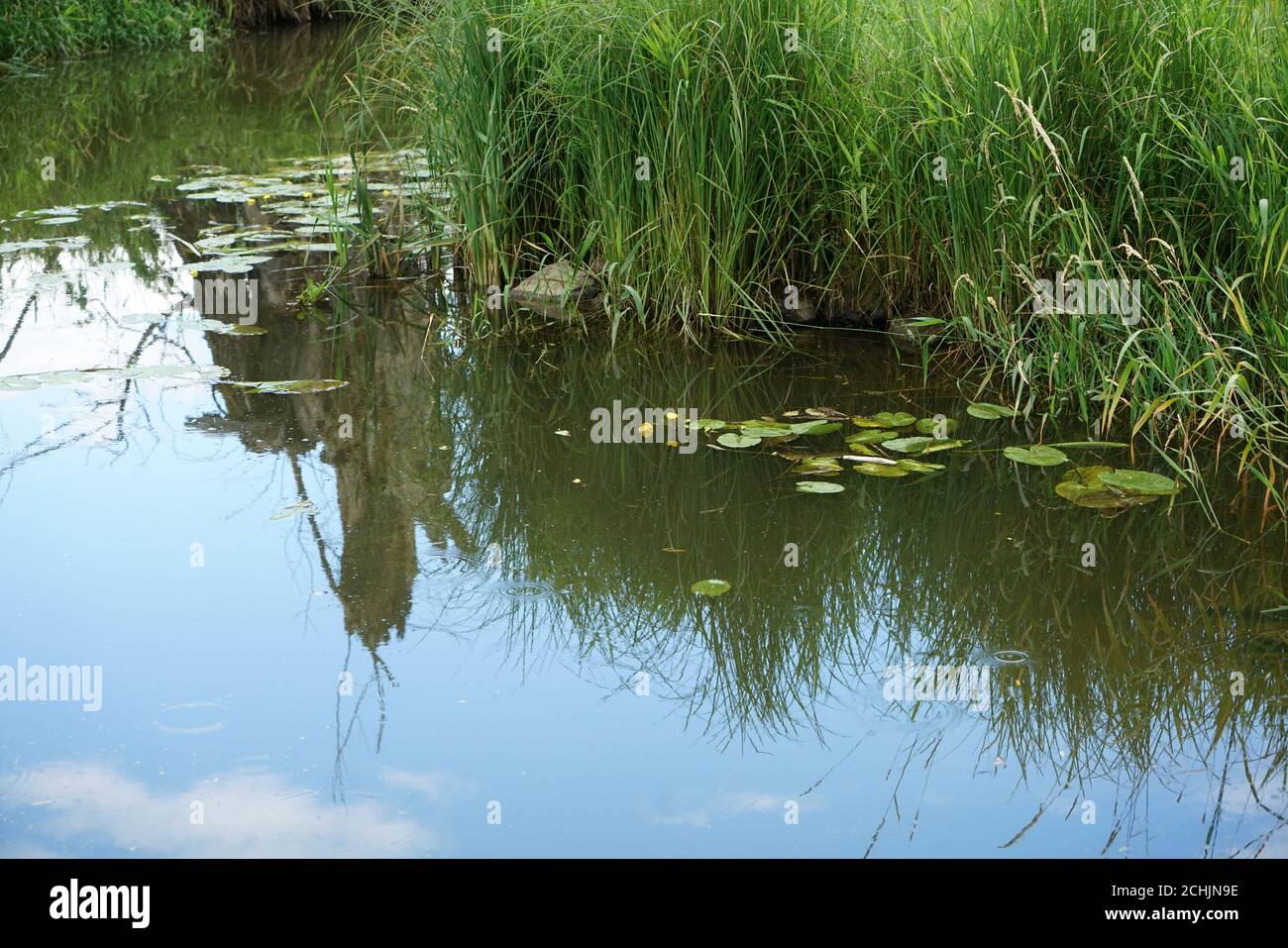 Marsh nature with grass reflections on the water Stock Photo - Alamy