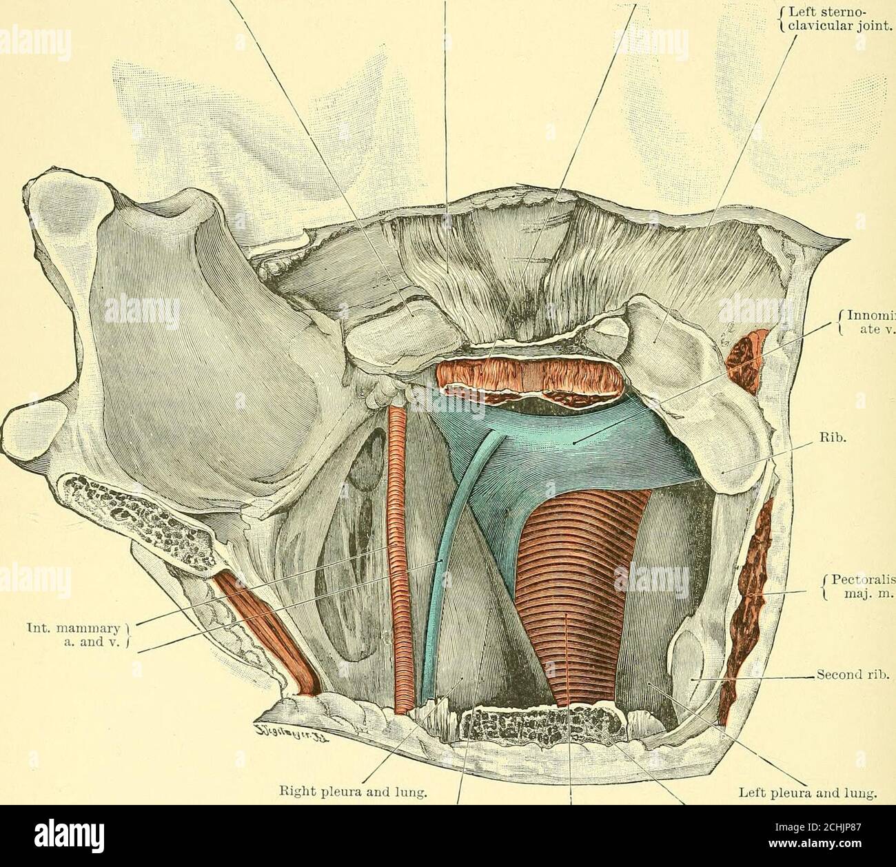 . Text-book of operative surgery . d turned upwards, the sterno ...