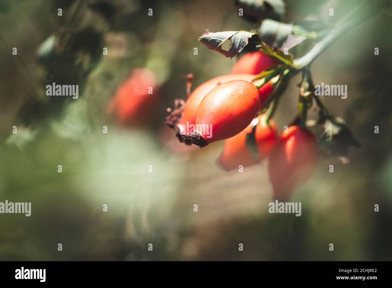 A portrait of a bunch of rose hips hanging on a prairie rose plant also ...